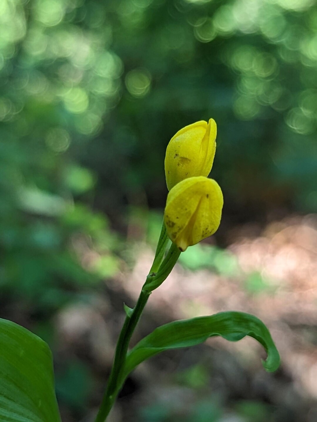 丹波岳・文殊山 / kaiさんの文殊山の活動データ | YAMAP / ヤマップ