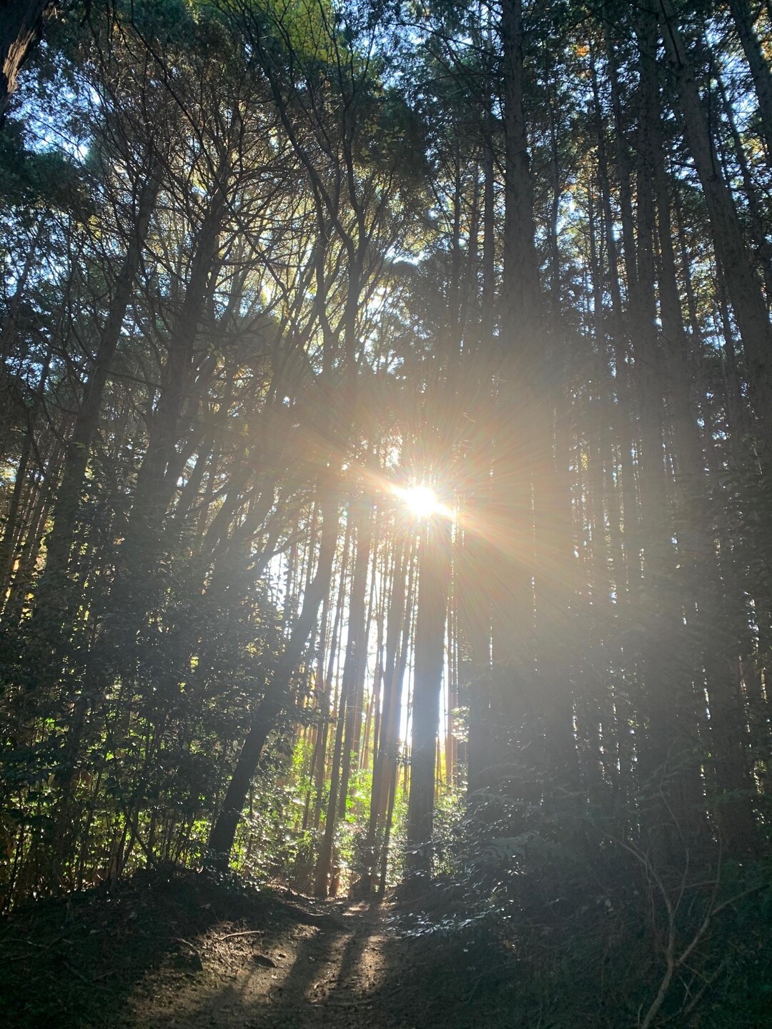 高安山・信貴山・三国山・横峰山・大原山・天照山・鬼取山・生駒山・岩坂山 / かずさんの生駒山・神津嶽・大原山の活動データ | YAMAP / ヤマップ