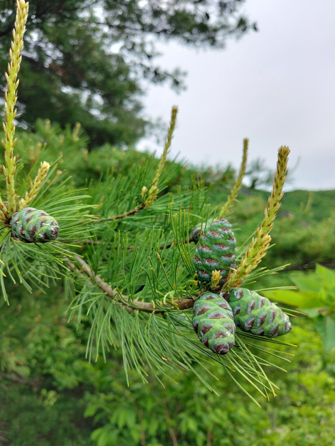 下権現堂山 / ニャン002さんの上権現堂山・下権現堂山・唐松山の活動データ | YAMAP / ヤマップ