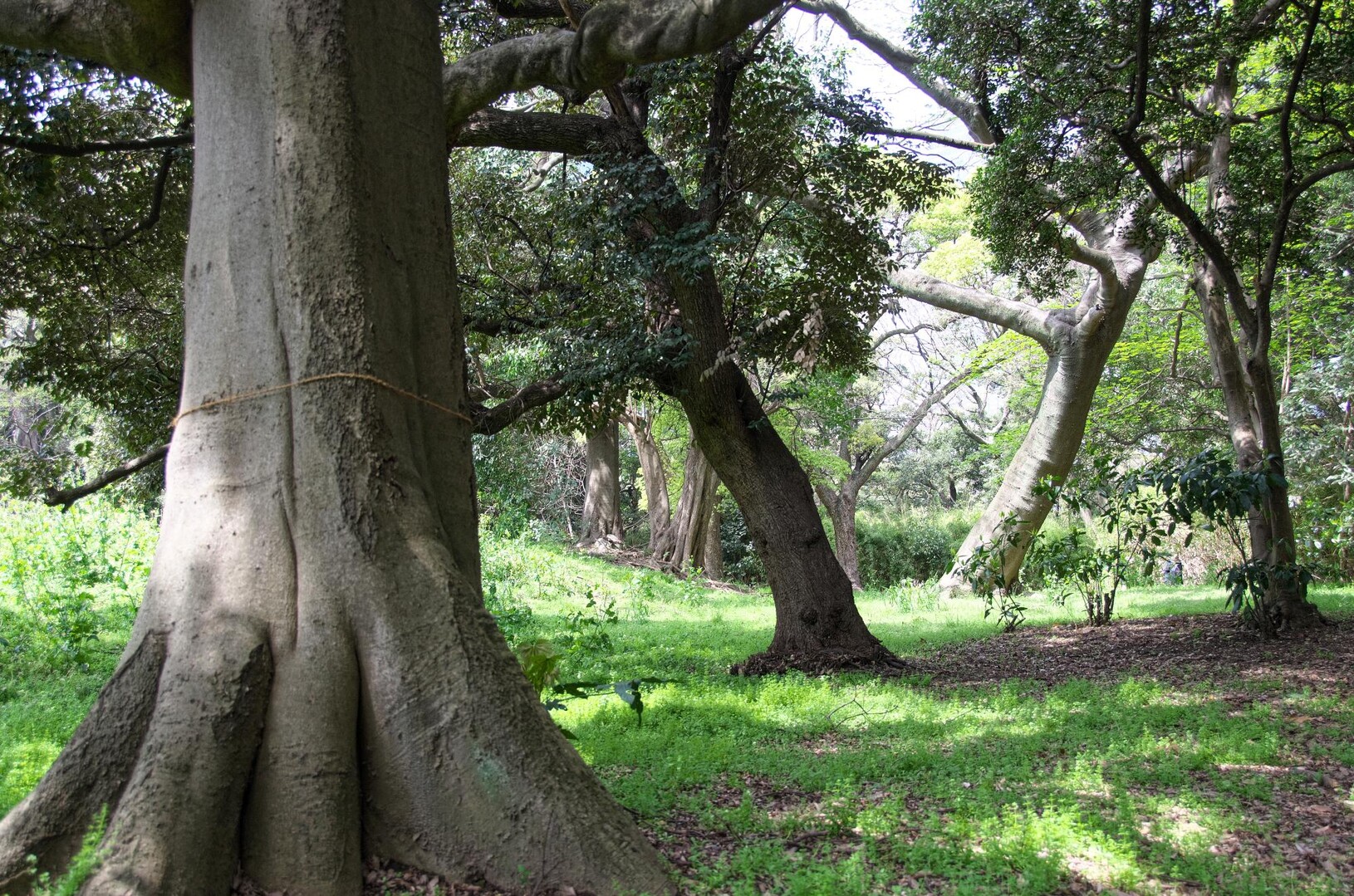 2024年4月11日 浜離宮恩賜庭園と旧芝離宮恩賜庭園 / J-Blueさんの東京都23区 南エリアの活動データ | YAMAP / ヤマップ