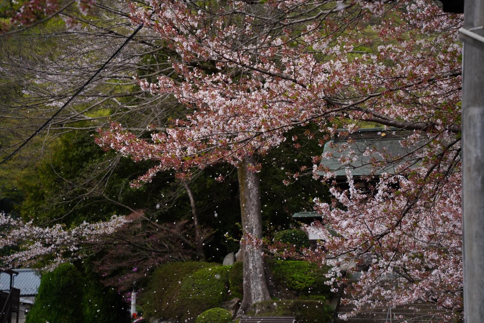 今年も順調に100本アヅマ突破(100,101登目) / ta2さんの鳴神山・吾妻山の活動データ | YAMAP / ヤマップ