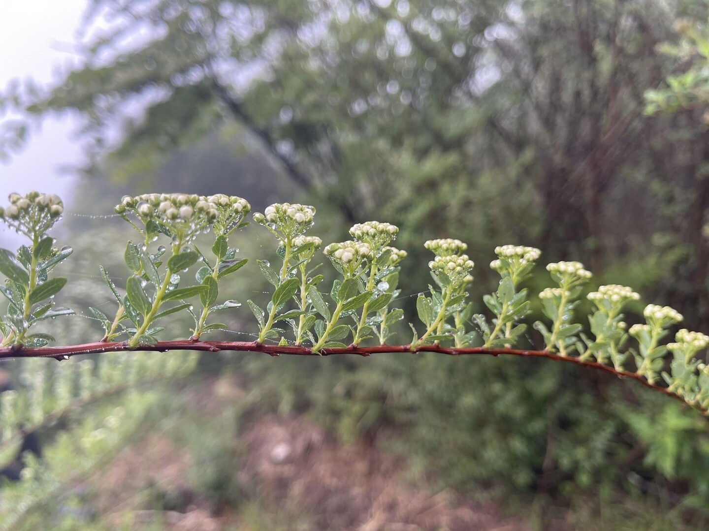 嬉しい出会い🤍 龍門山 / mojaさんの龍門山・飯盛山の活動データ | YAMAP / ヤマップ