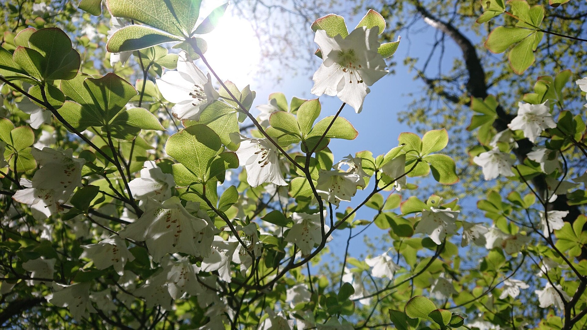 美神 海（Mikami Kai）のページ | YAMAP / ヤマップ