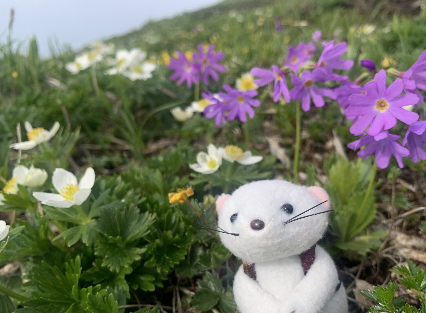 平標山 お花畑&清津峡も / ARさんの仙ノ倉山・平標山・大源太山の活動データ | YAMAP / ヤマップ