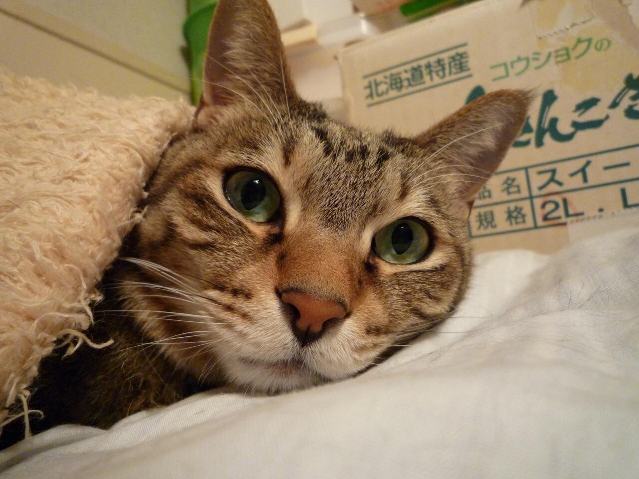 chibiのページ | YAMAP / ヤマップ