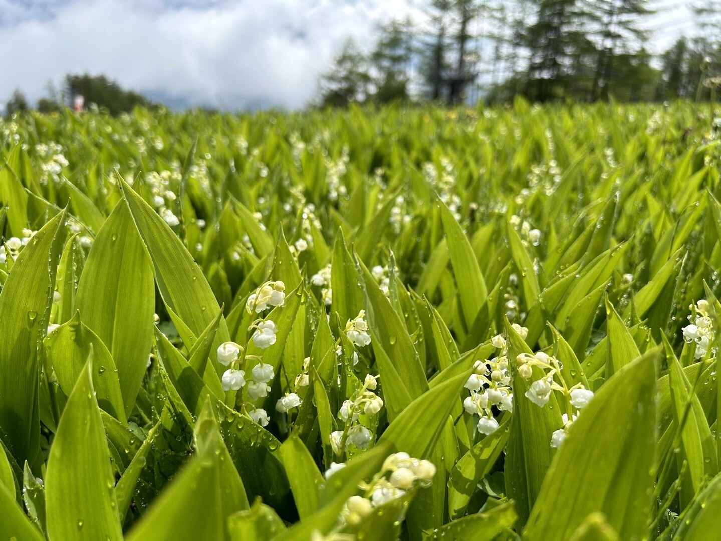 入笠山とすずらん祭り / あっこさんの入笠山の活動データ | YAMAP / ヤマップ