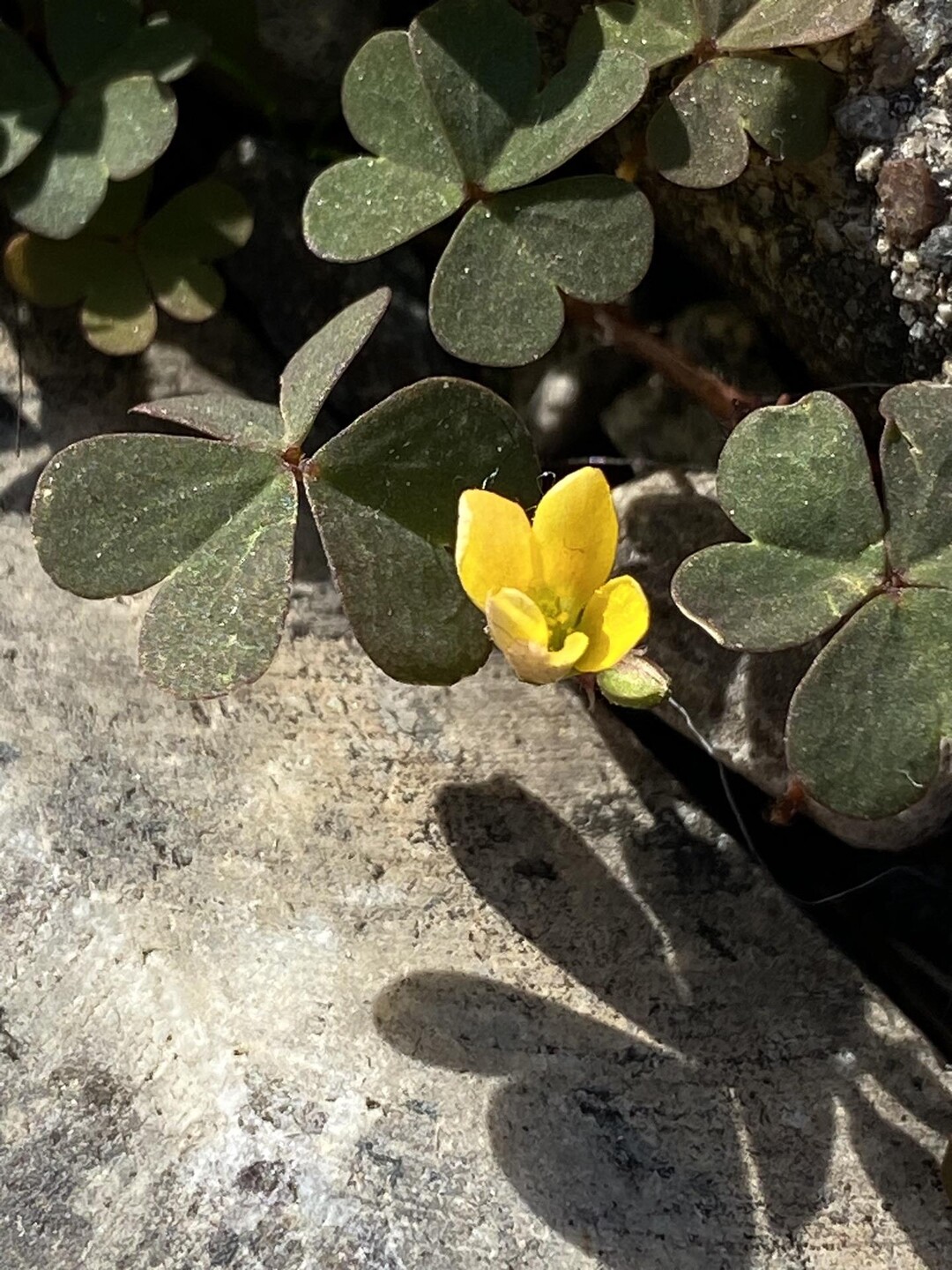 仕事をしながらと歩道脇の隙間に小さな黄色... / dante99さんのモーメント | YAMAP / ヤマップ