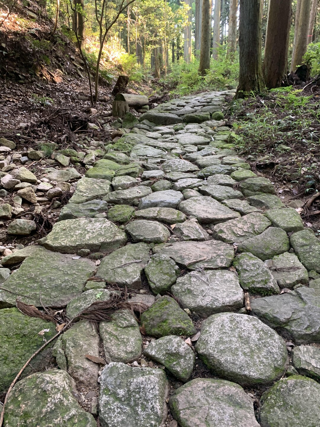 住吉道ー紅葉谷 / Blue Windさんの六甲山・長峰山・摩耶山の活動データ | YAMAP / ヤマップ