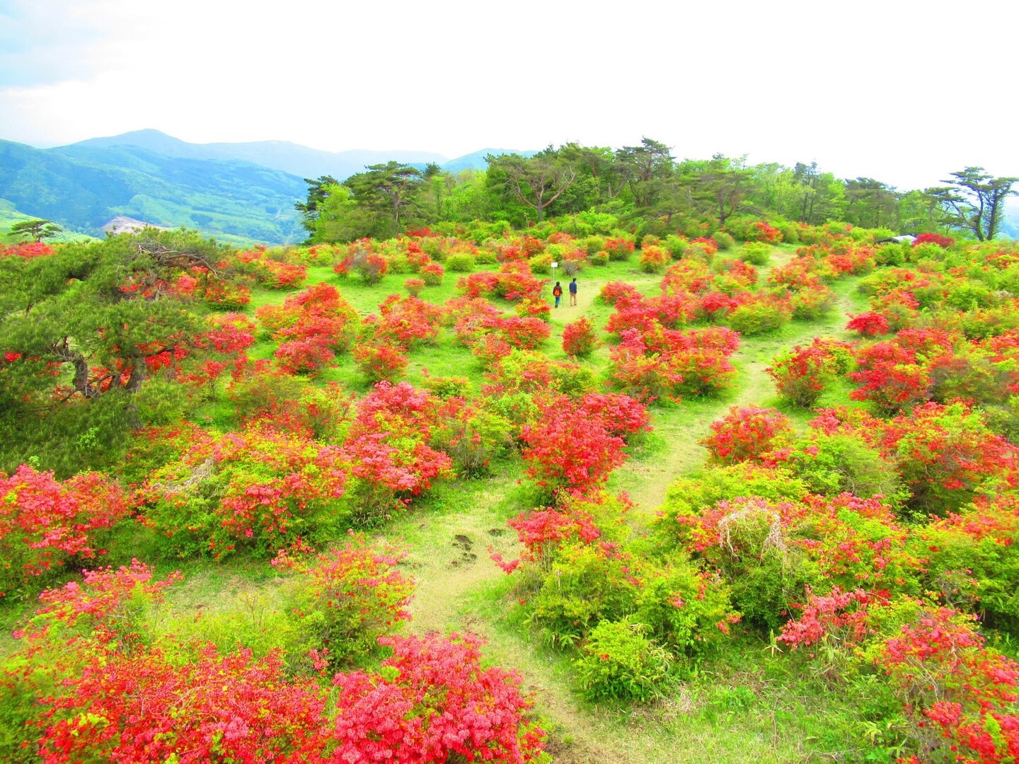 高柴山 / y_kumataさんの高柴山の活動データ | YAMAP / ヤマップ