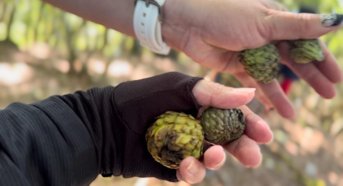 Day 3・クマさん力使いきった龍神岳 / naossanさんの護摩壇山・龍神岳の活動データ | YAMAP / ヤマップ