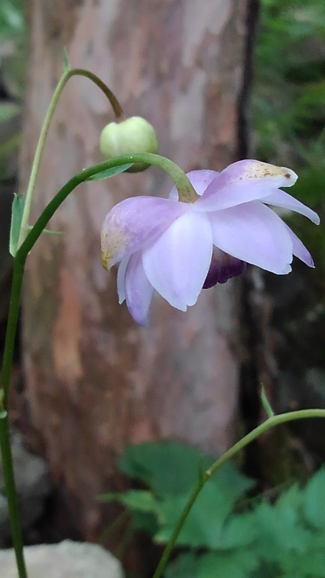 相馬山・レンゲショウマとイワタバコとアケボノソウを探しに / 🍀makokazu🍀さんの榛名山・天狗山・天目山の活動データ | YAMAP / ヤマップ