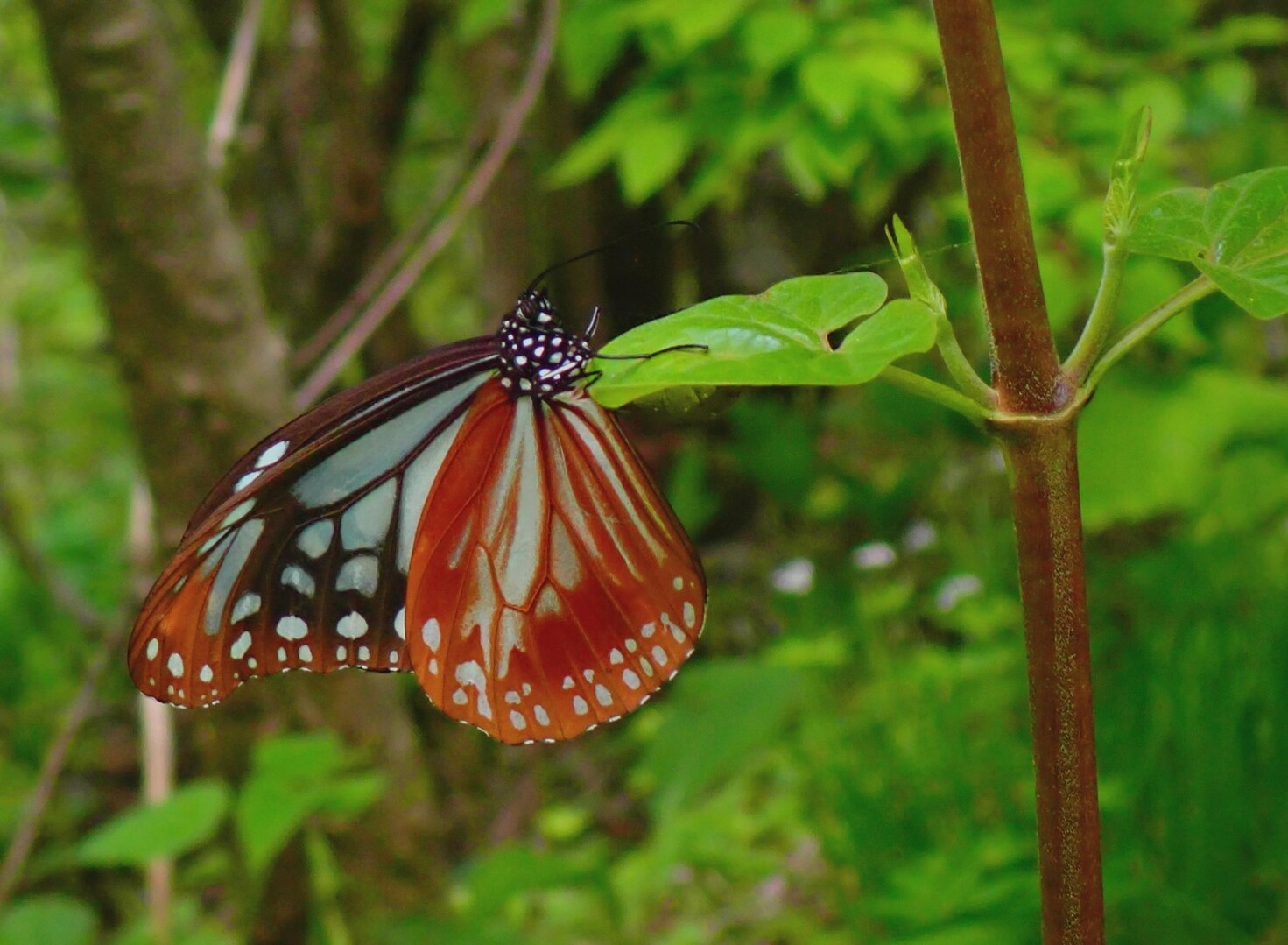 命育む、冠着山（姨捨山） / Ryuさんの冠着山（姨捨山）の活動データ | YAMAP / ヤマップ