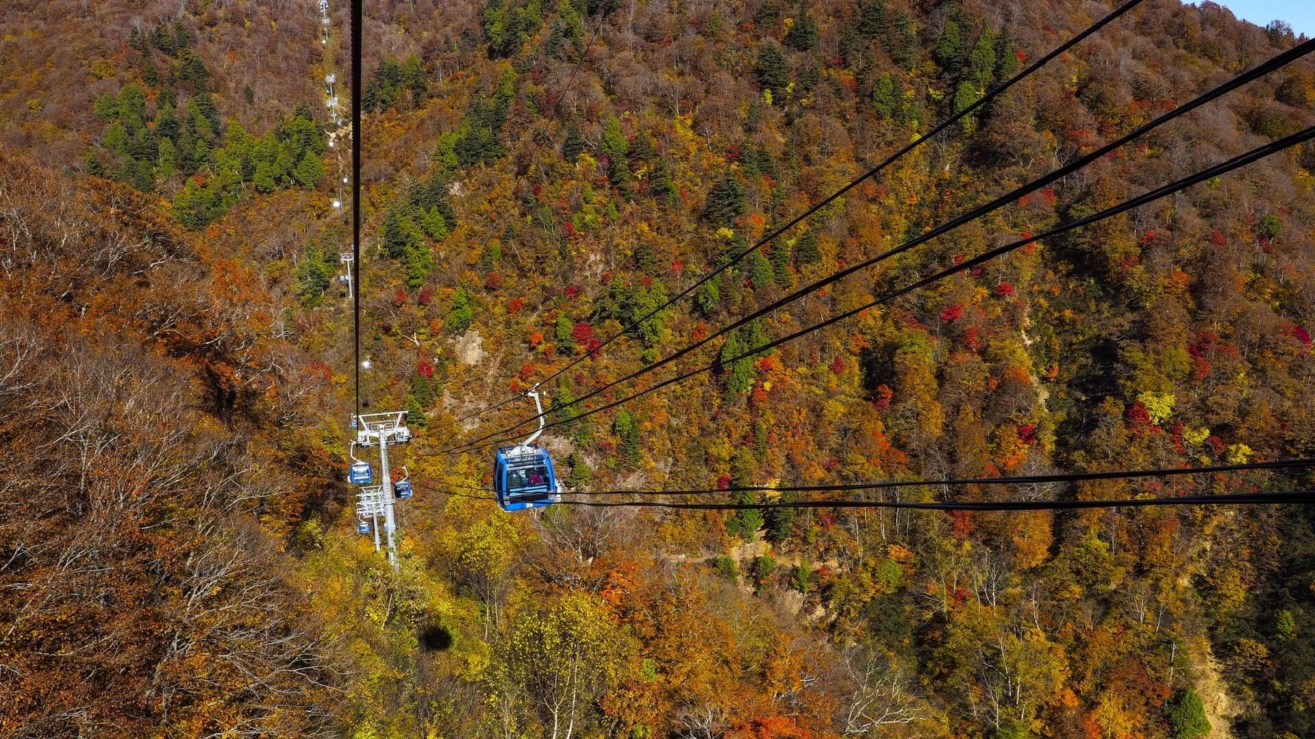 苗場の紅葉が真っ盛り! 黄金色に輝く山々... / RED TOMさんのモーメント | YAMAP / ヤマップ