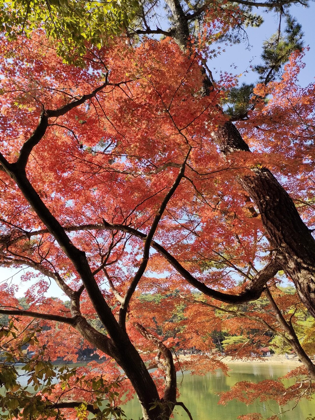 六甲下山部 / nkさんの六甲山・長峰山・摩耶山の活動データ | YAMAP / ヤマップ