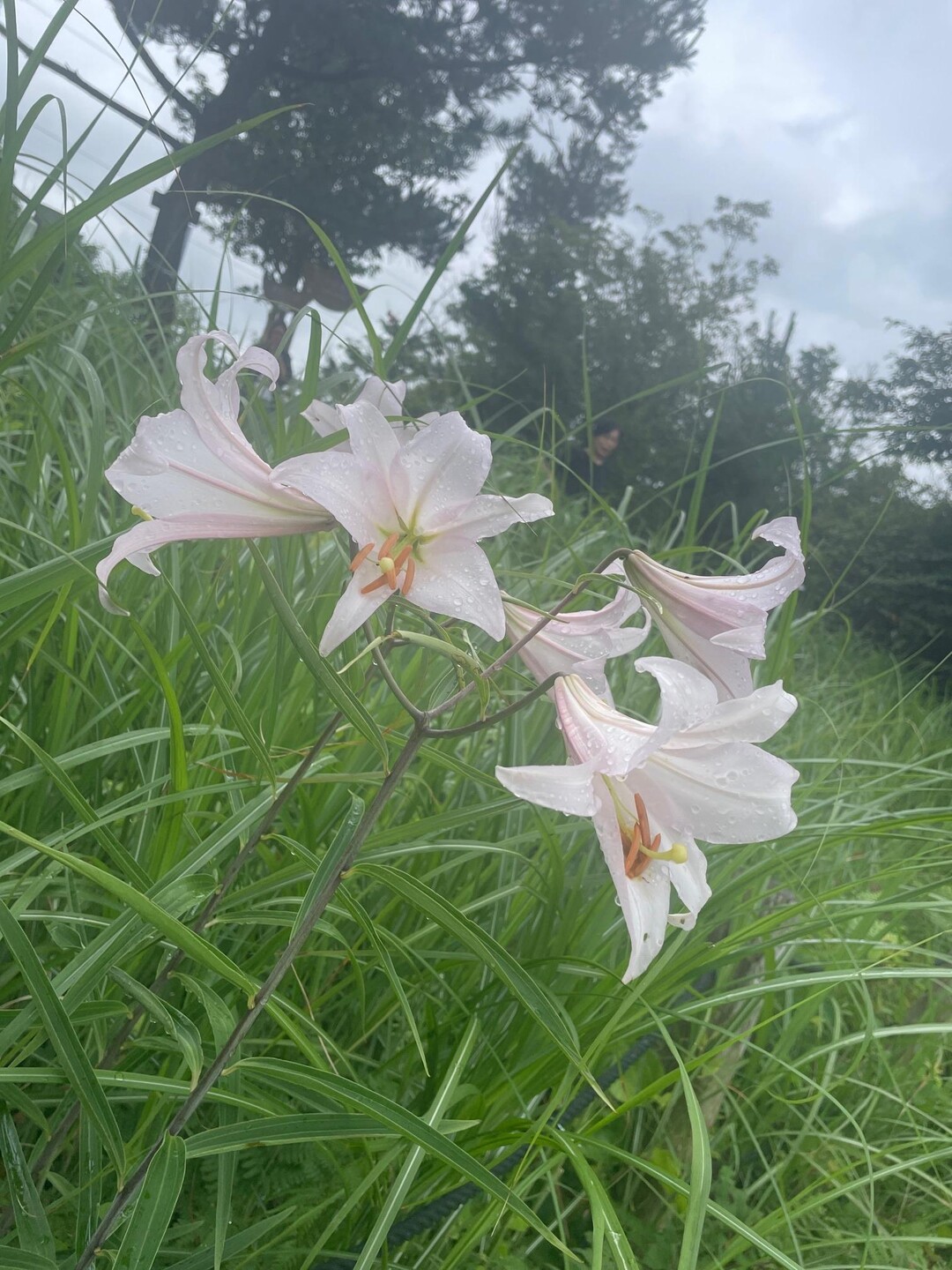 お菊山 / mayumikoさんの紀泉アルプス・飯盛山・ボンデン山の活動データ | YAMAP / ヤマップ