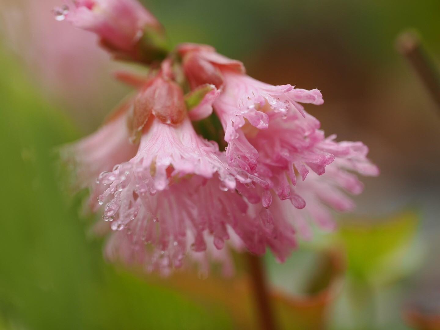 雨模様のカルルス山 / satoomoさんのオロフレ山・来馬岳の活動データ | YAMAP / ヤマップ