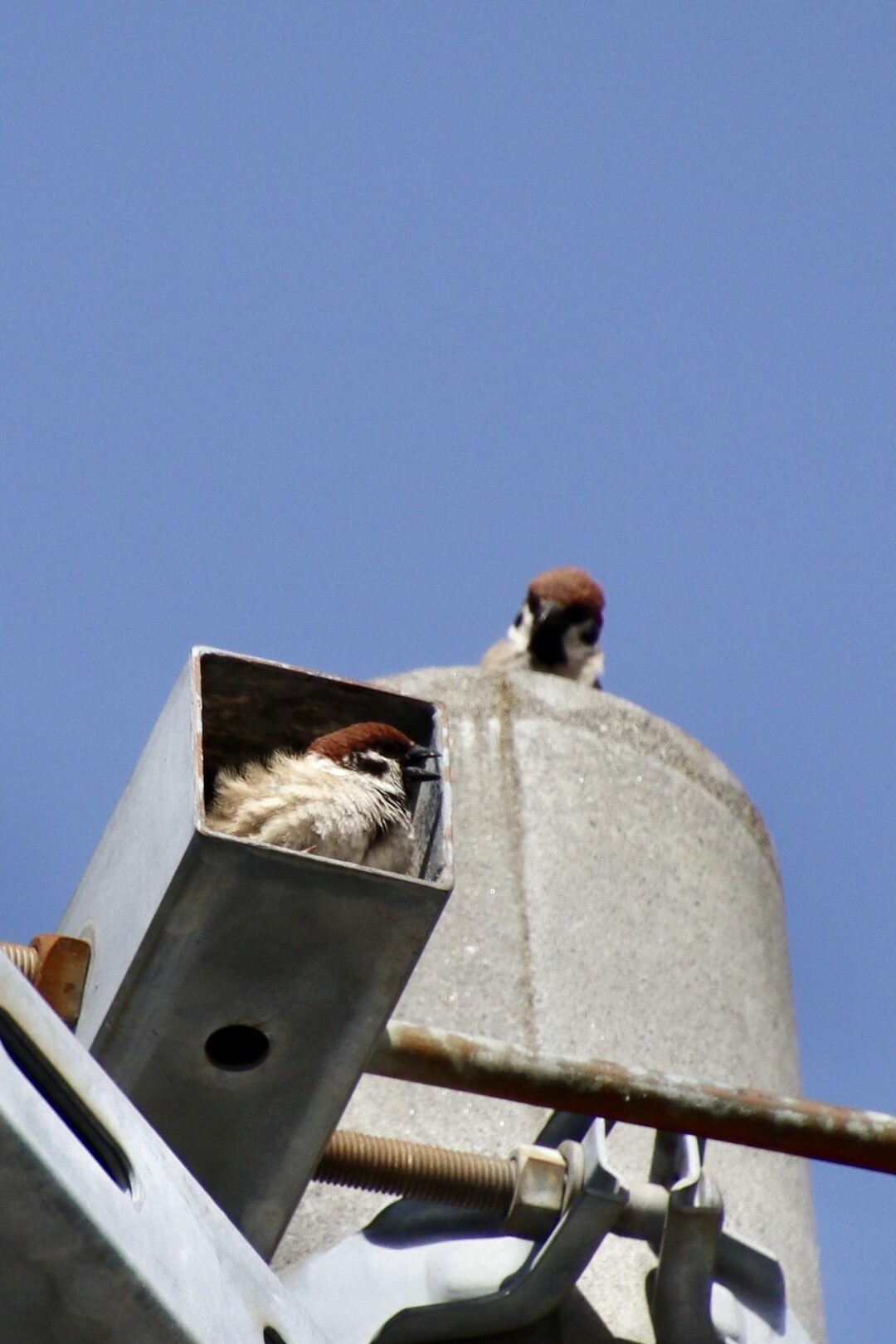大竹工場地帯の公園 鳥の楽園 すずめちゃ... / GONKEさんのモーメント | YAMAP / ヤマップ
