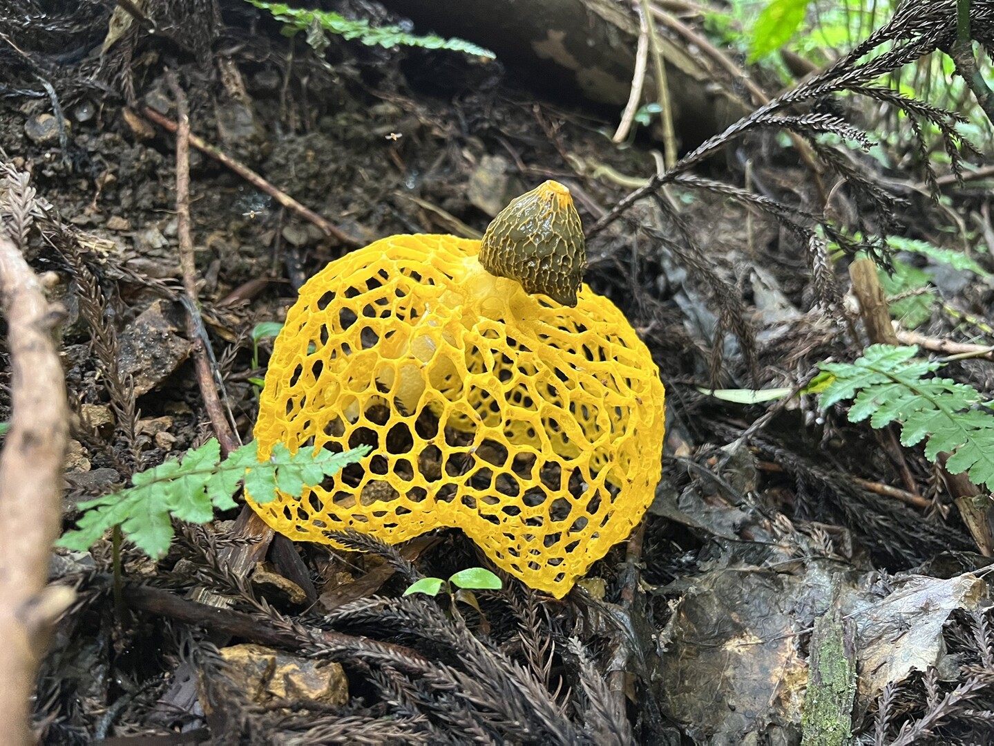 キヌガサタケ💕まだ開いてくれてました ... / mipiさんのモーメント | YAMAP / ヤマップ