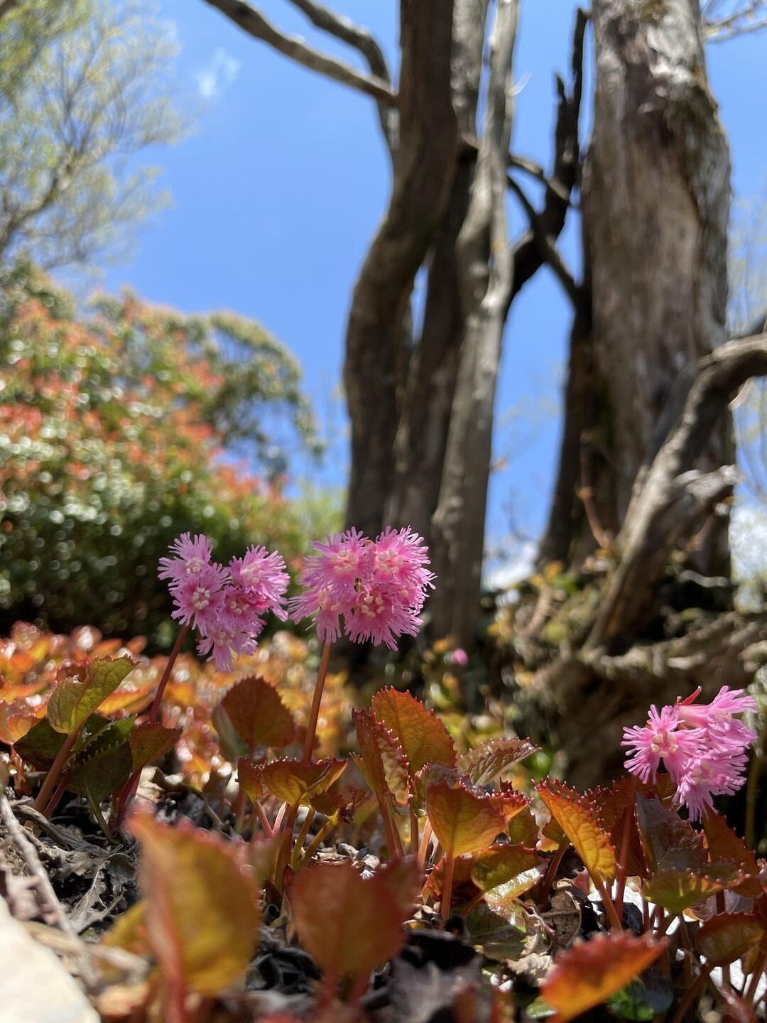 大鉢山・銚子岳そして稜線繋ぎ / rokoさんの竜ヶ岳の活動データ | YAMAP / ヤマップ
