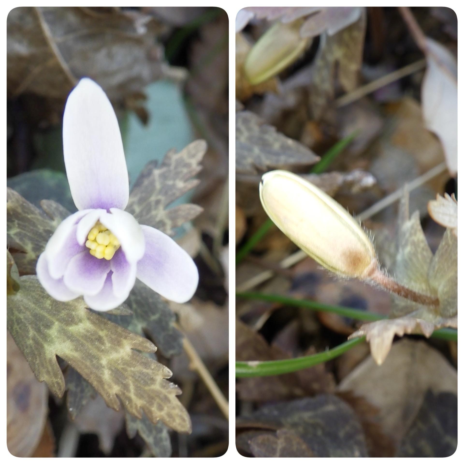 トカロさんの レポートを拝見して 私たち... / motomickyさんのモーメント | YAMAP / ヤマップ