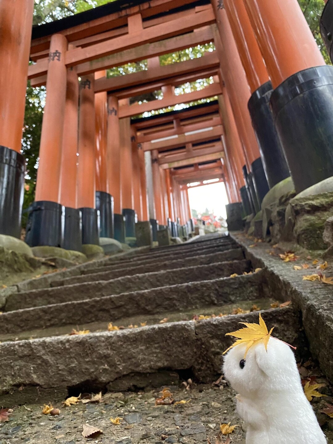 オコちゃんと誕生日→→ / moco*さんの京都一周トレイルの活動データ | YAMAP / ヤマップ