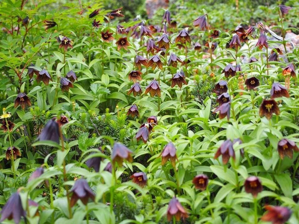 7年前の白山。 百花繚乱とはこのことか ... / 天ぷらケンジJyJyさんのモーメント | YAMAP / ヤマップ