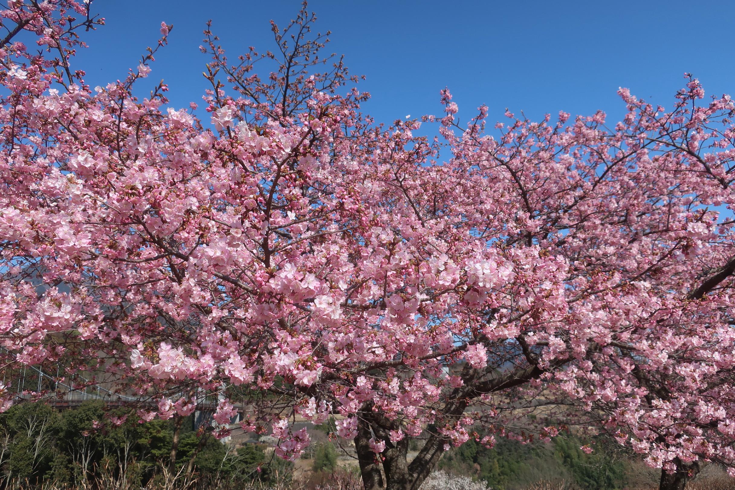 秦野戸川公園 河津桜・梅他開花状況確認 / 金子和広さんの塔ノ岳・丹沢山・蛭ヶ岳の活動日記 | YAMAP / ヤマップ