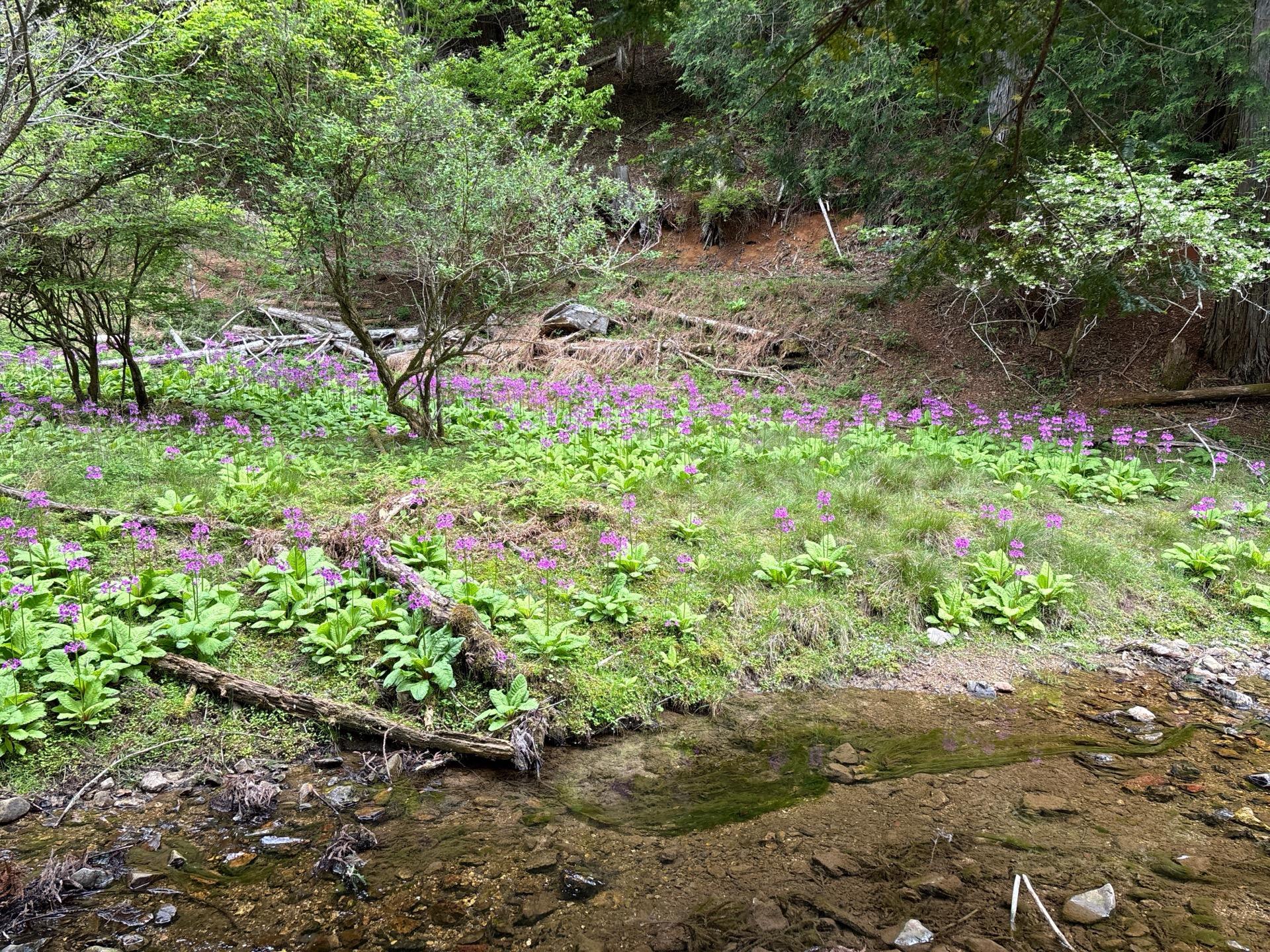 クリンソウを見に高野山へ / do-yanさんの高野参詣道（高野山・楊柳山・雨引山）の活動データ | YAMAP / ヤマップ
