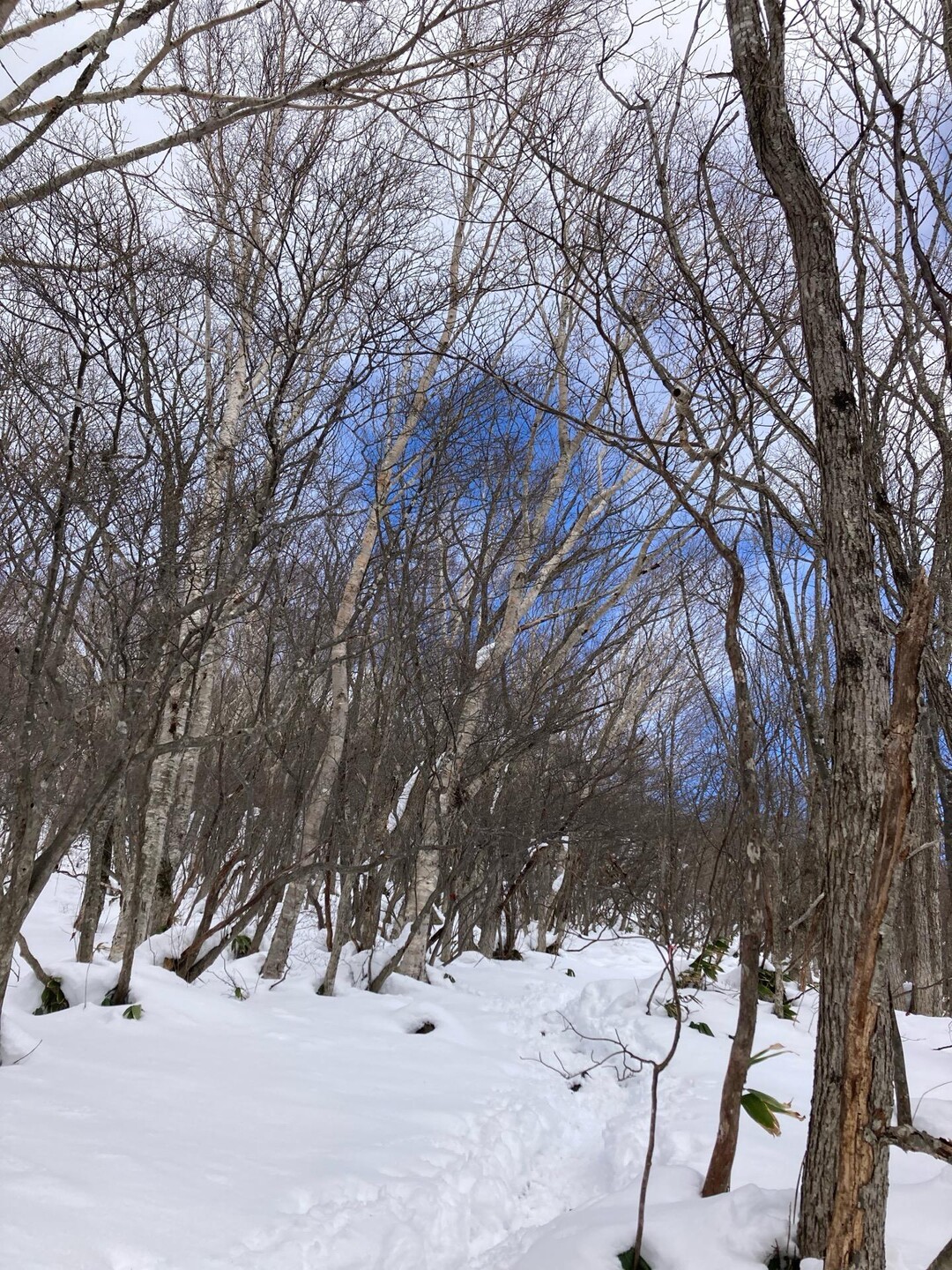 三角山・泉ヶ岳 47回 / ak,snowさんの船形山（御所山）・泉ヶ岳・蛇ヶ岳の活動データ | YAMAP / ヤマップ
