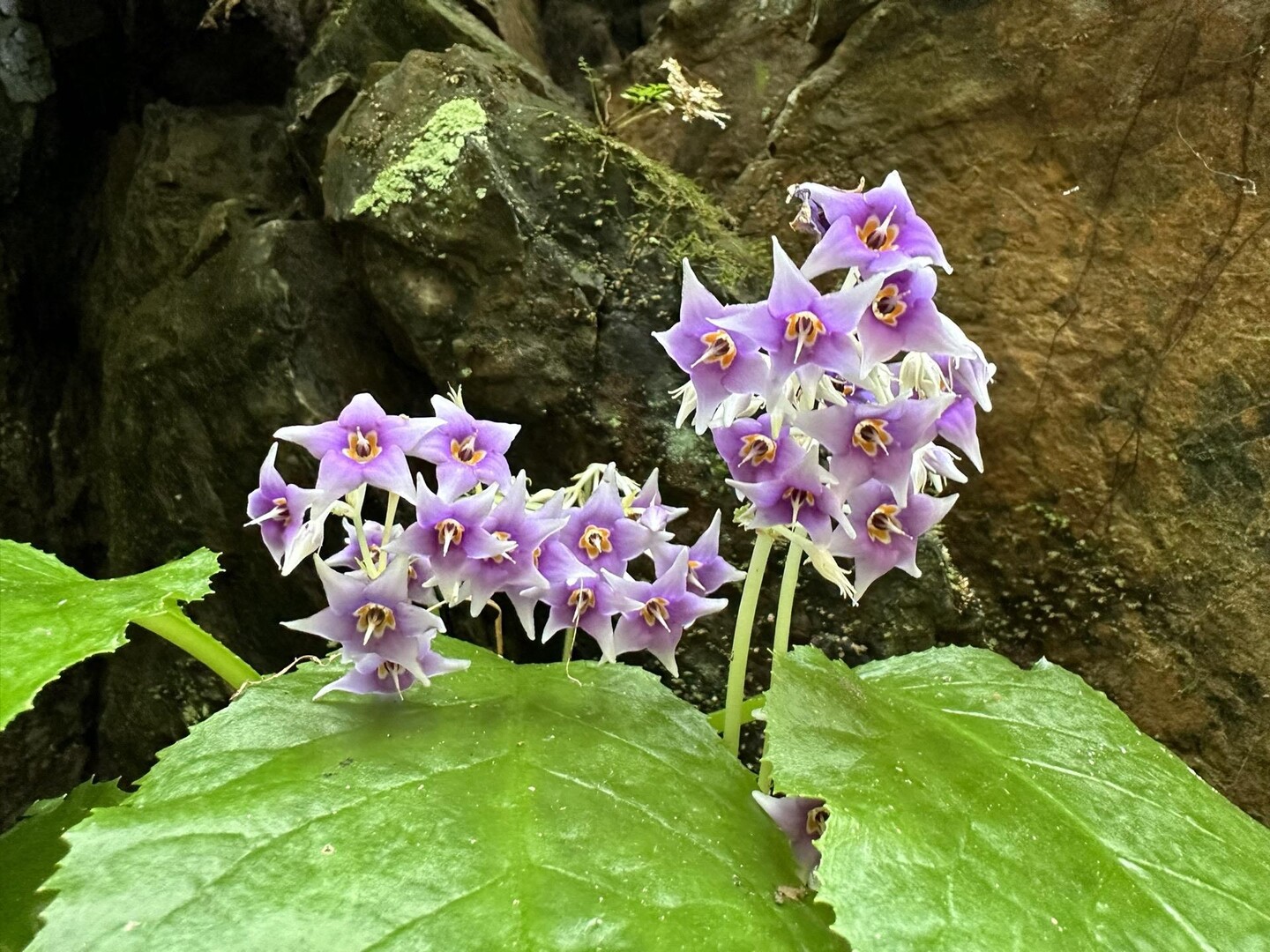 八曽山-ハイキング-2023-08-13 / AYAさんの八曽山の活動データ | YAMAP / ヤマップ