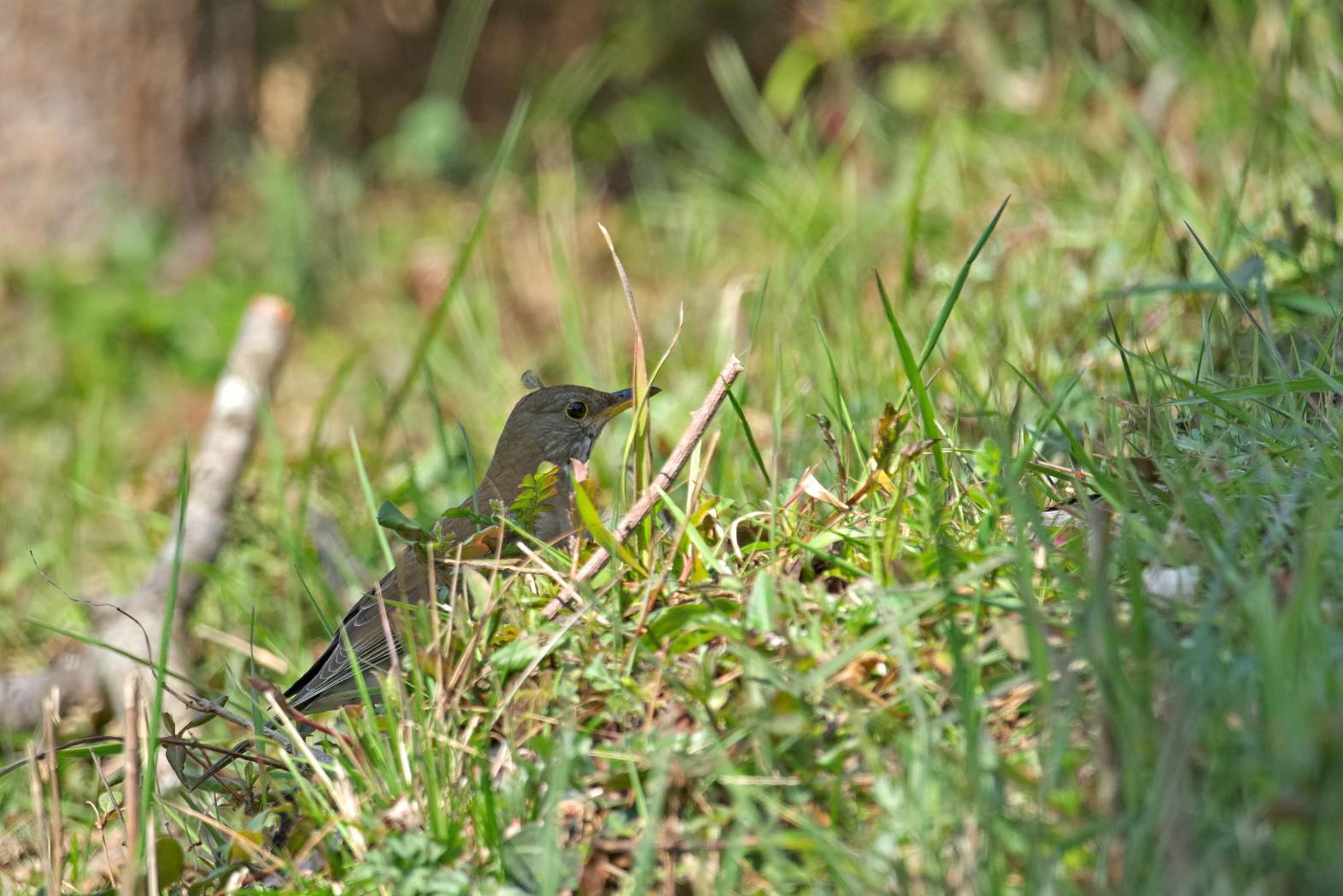 大野城いこいの森 水辺公園 【1枚目... / GTさんのモーメント | YAMAP / ヤマップ
