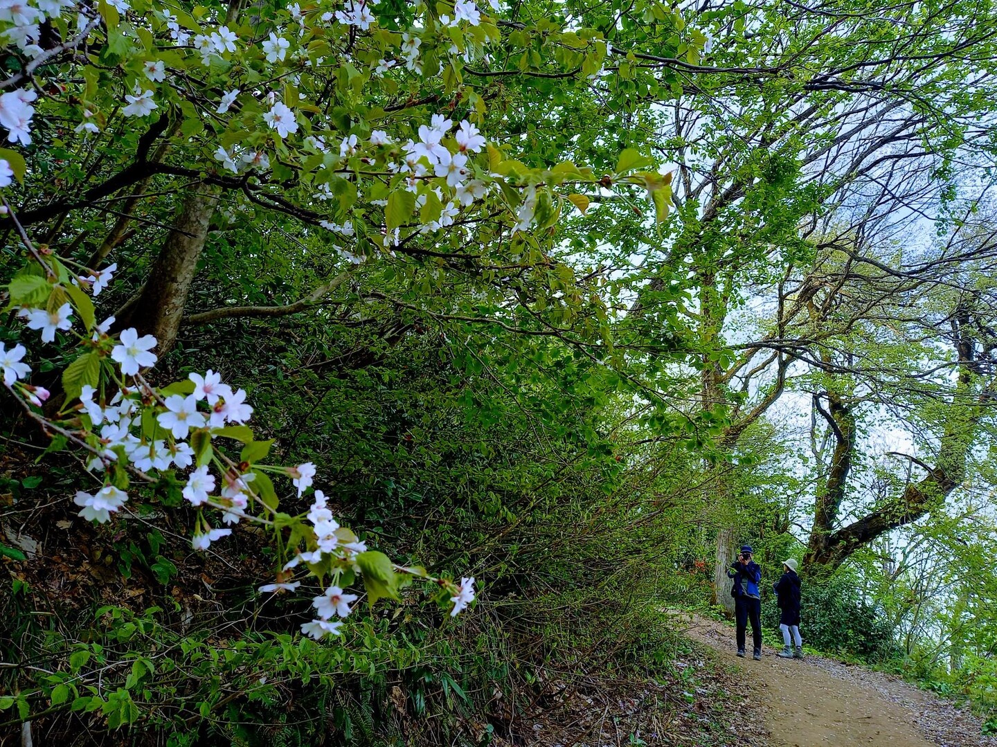 時水城山-2023-04-16 / ukiさんの時水城山・丸山の活動データ | YAMAP / ヤマップ