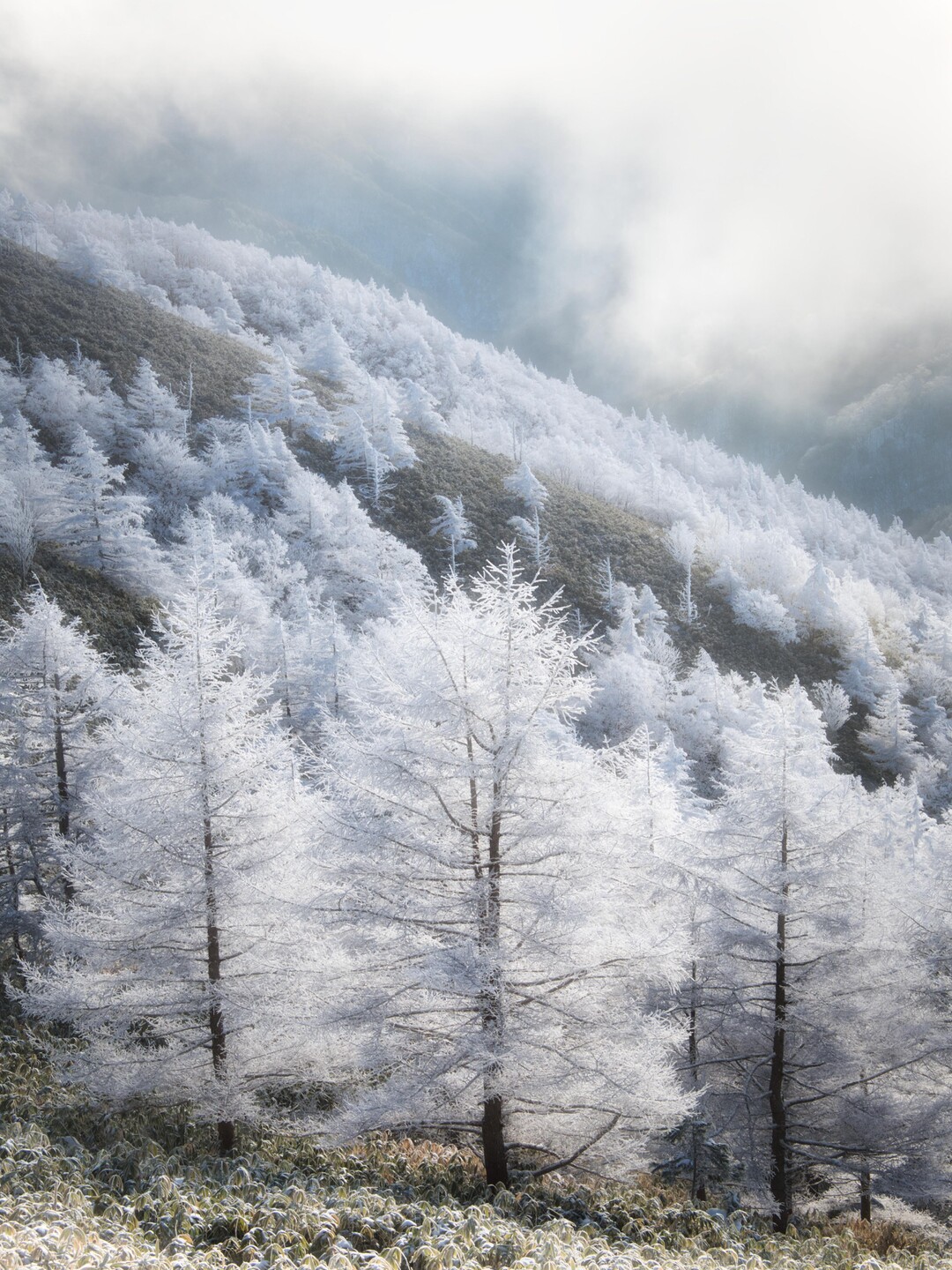 『南沢山～横川山』～夢心地の霧氷ハイク～ / ちゃたりんさんの登山の活動データ | YAMAP / ヤマップ