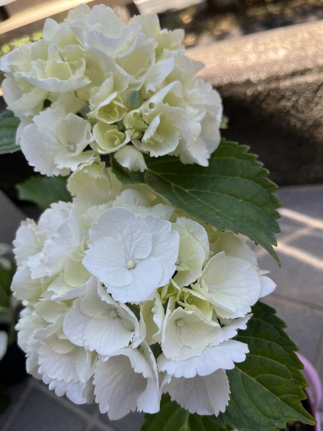 我が家に仲間入り白い紫陽花 なんも気にせ... / Ofanielさんのモーメント | YAMAP / ヤマップ