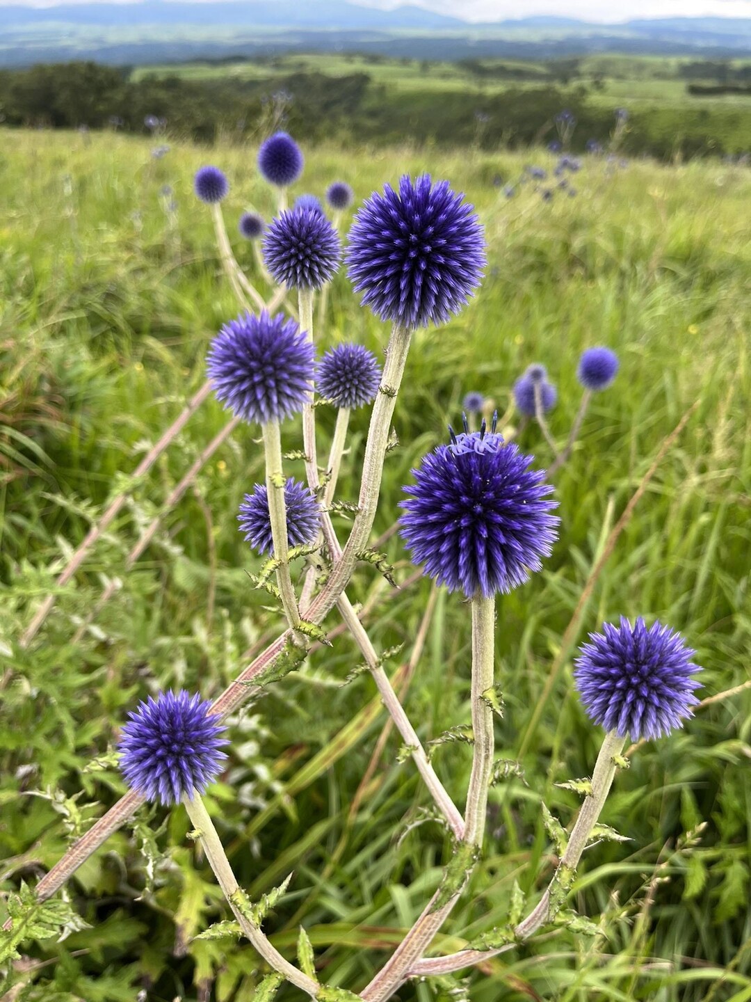③草原の村・うぶやまトレッキング ヒゴタイ公園と山野草コース / chiitaさんの草原の村・うぶやまトレッキング ヒゴタイ公園と山野草コースの活動データ | YAMAP / ヤマップ