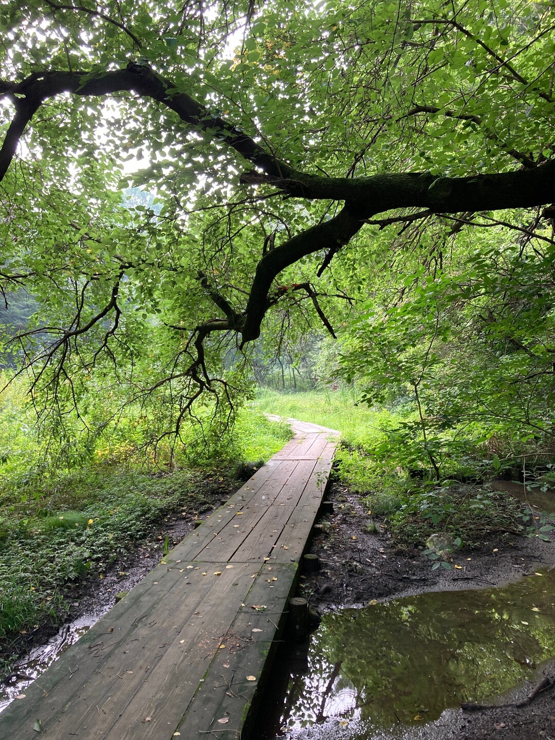 ウォーキング-2022-08-16 / Mr.wwYwwさんのウォーキングの活動データ | YAMAP / ヤマップ