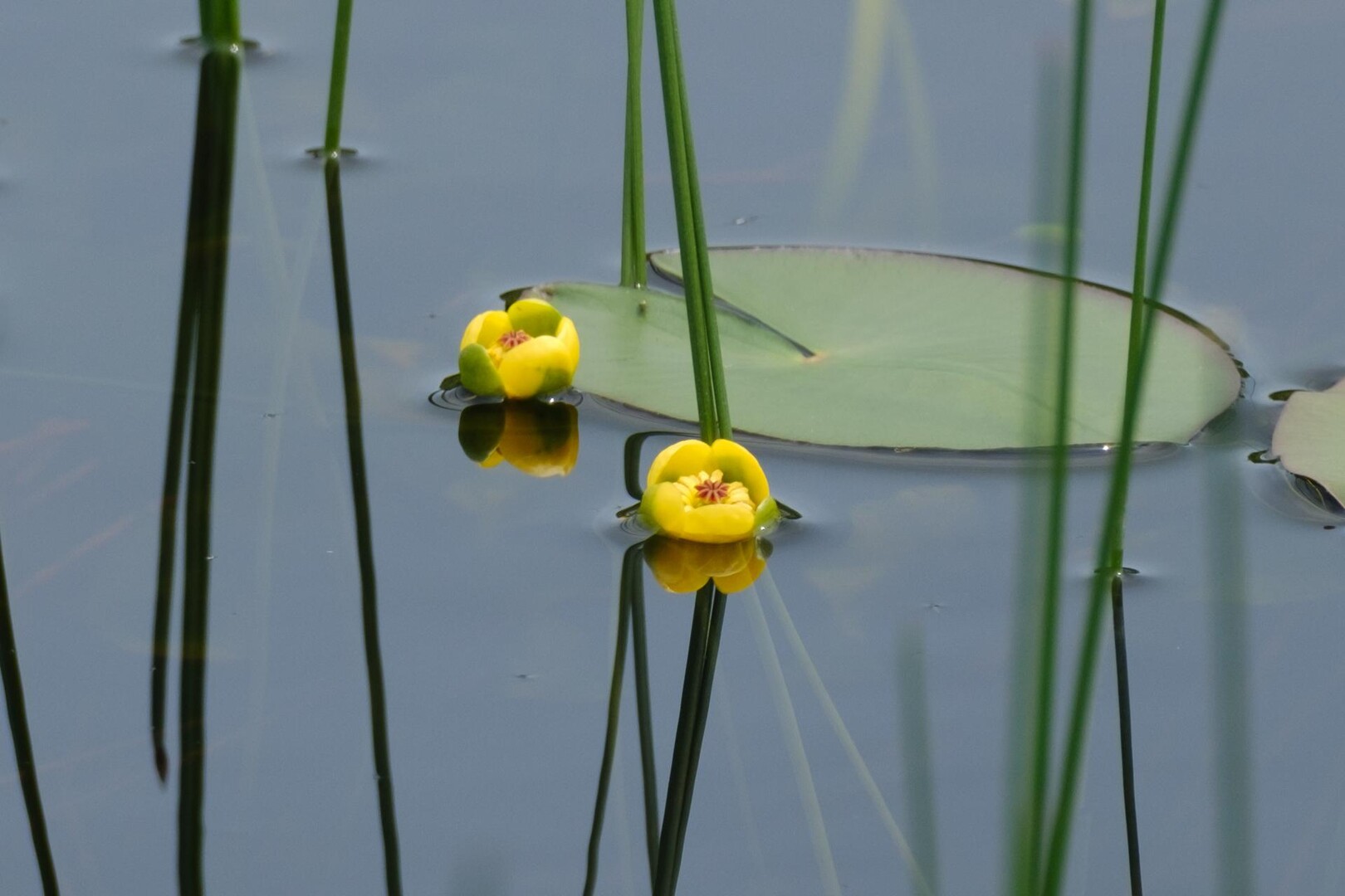 秘められた愛情 / Foresterさんの月山の活動データ | YAMAP / ヤマップ