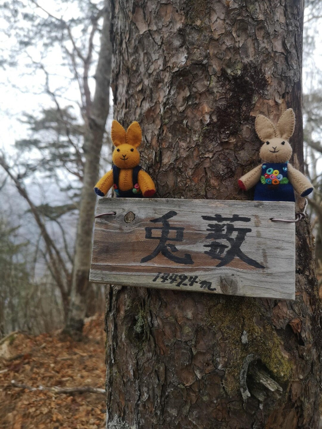 干支の山🐰兎藪 / senさんの茅ヶ岳・金ヶ岳・太刀岡山の活動データ | YAMAP / ヤマップ