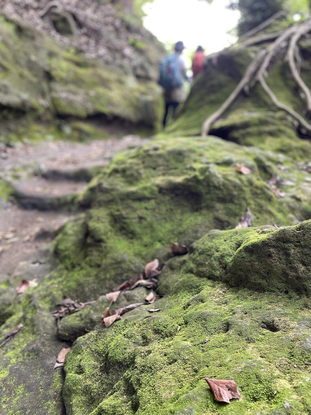 勝上山・鷲峰山・大平山・天園・天台山・胡桃山 / chi_sanさんの鎌倉アルプス（大平山・天台山）の活動日記 | YAMAP / ヤマップ