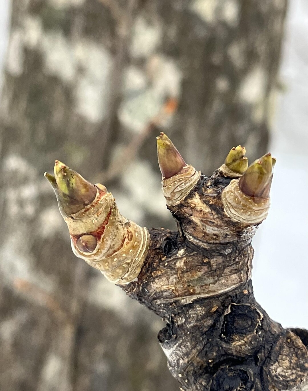 お初 極楽坂山 / kouさんの鍬崎山・大品山・瀬戸蔵山の活動日記 | YAMAP / ヤマップ