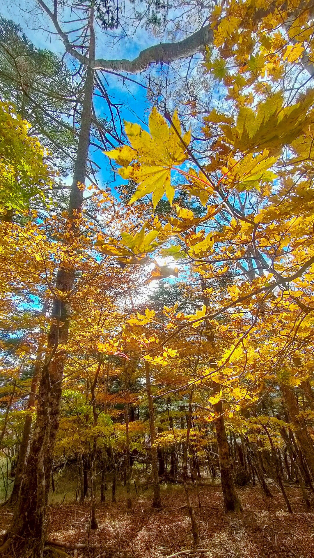 紅葉スタート / GIさんのモーメント | YAMAP / ヤマップ