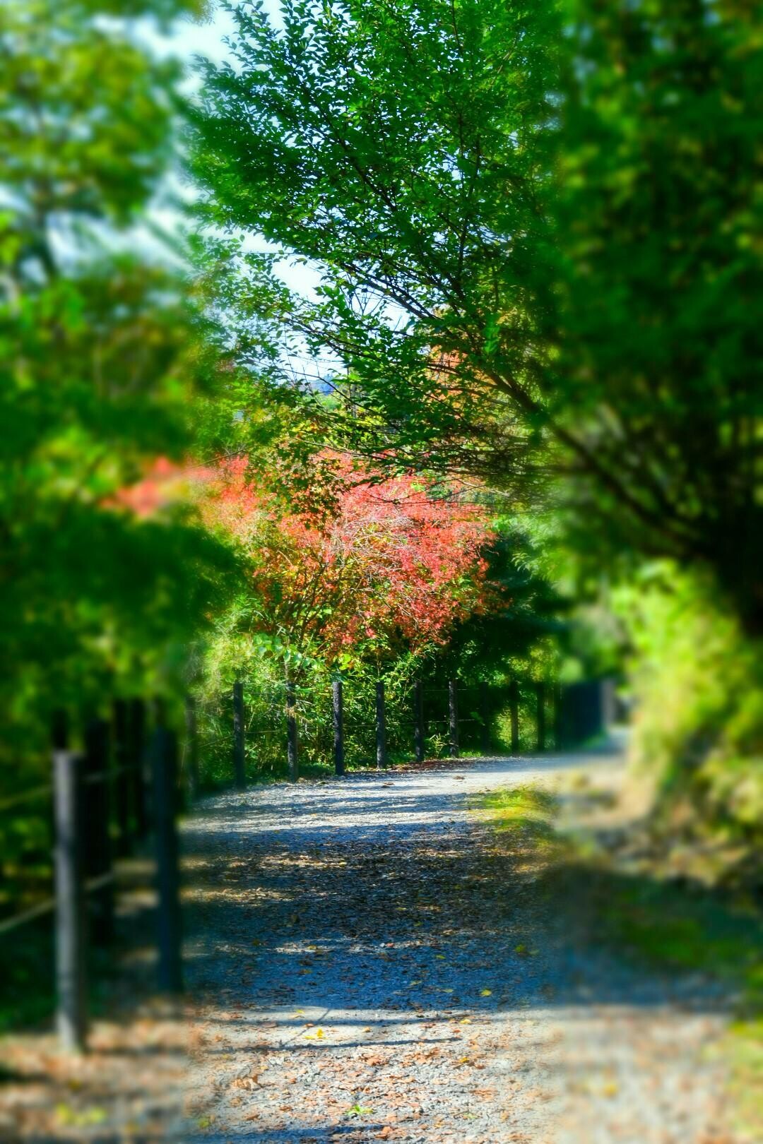 この道を進みます / GIさんのモーメント | YAMAP / ヤマップ