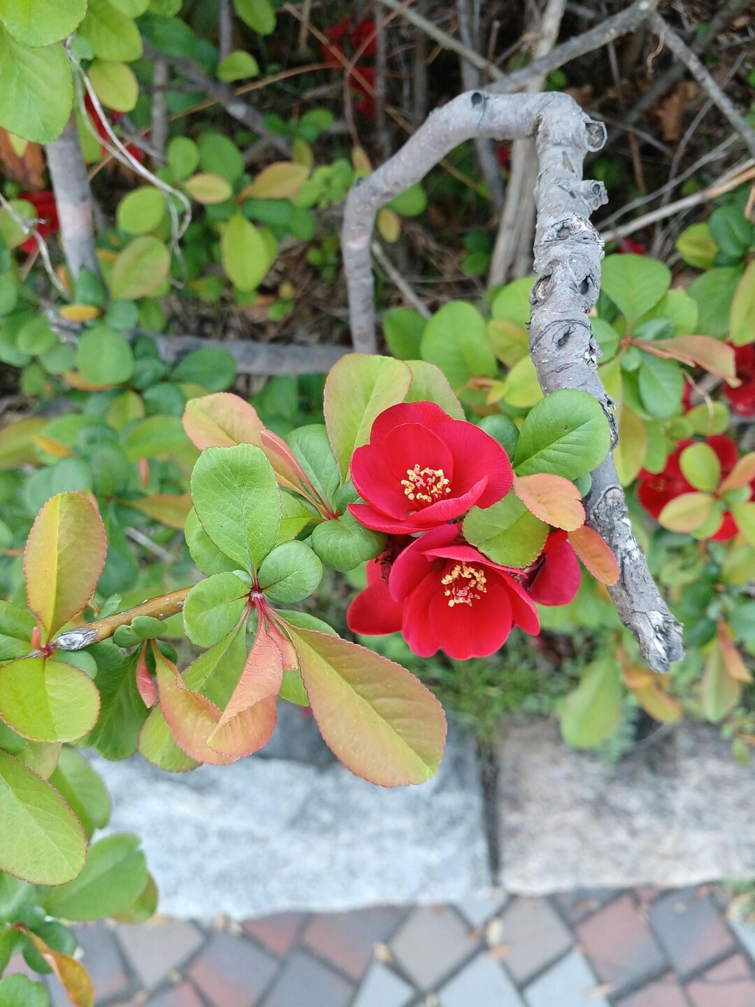 木瓜(ボケ) 敬遠してしまいがちな名前で... / hiroさんのモーメント | YAMAP / ヤマップ