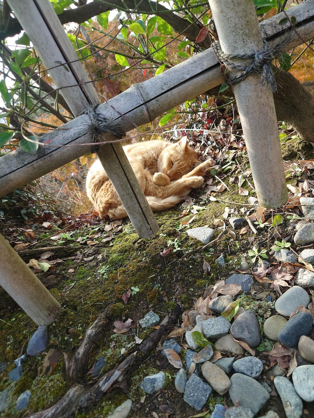 Tomさんの投稿したフィールドメモ | YAMAP / ヤマップ