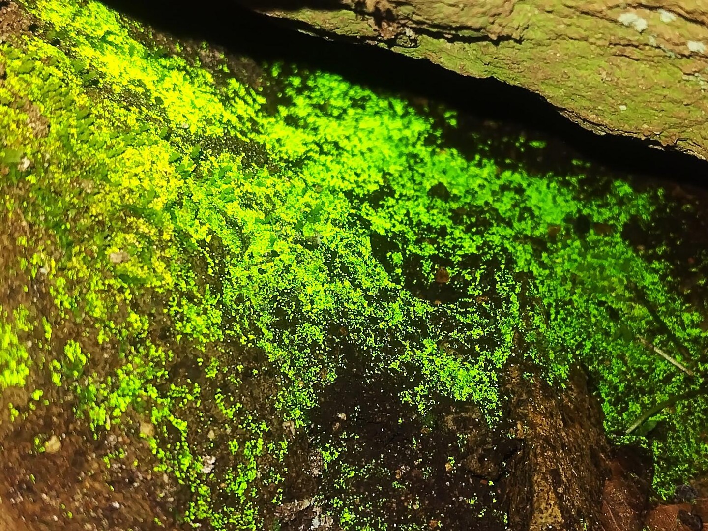 【東海の百山】ヒカリゴケの笠置山 / TOMTOMさんの笠置山の活動データ | YAMAP / ヤマップ