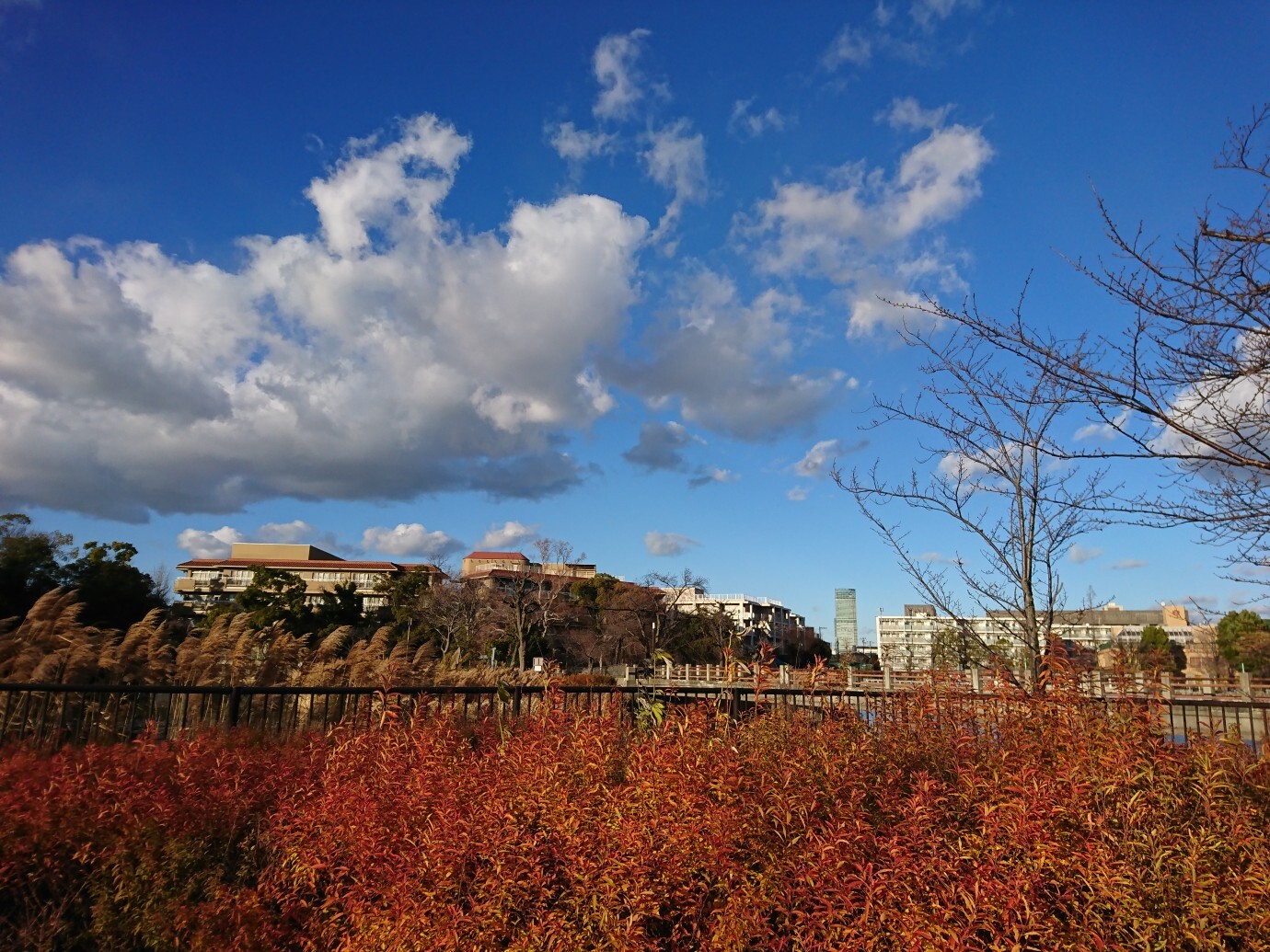 年内走り納め、万代池へ。帝塚山の小さな... / PAGUさんのモーメント | YAMAP / ヤマップ