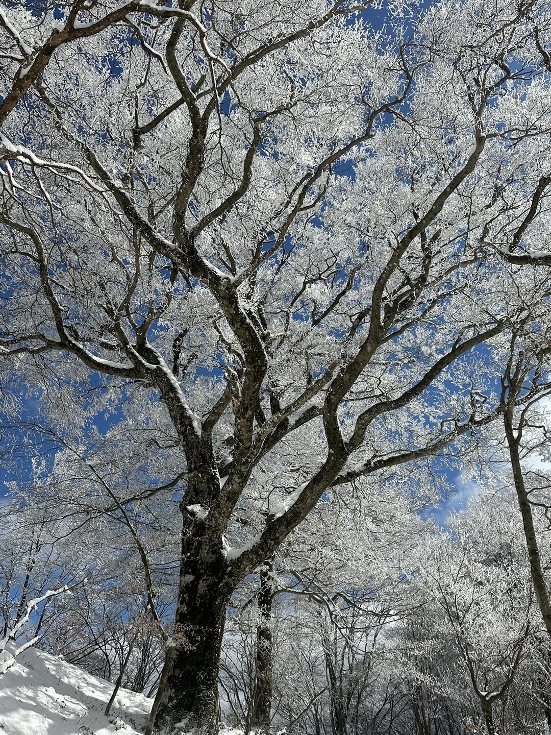 国見山 今季最後かもしれない霧氷 ︎.* ️ / boziiさんの国見山の活動データ | YAMAP / ヤマップ