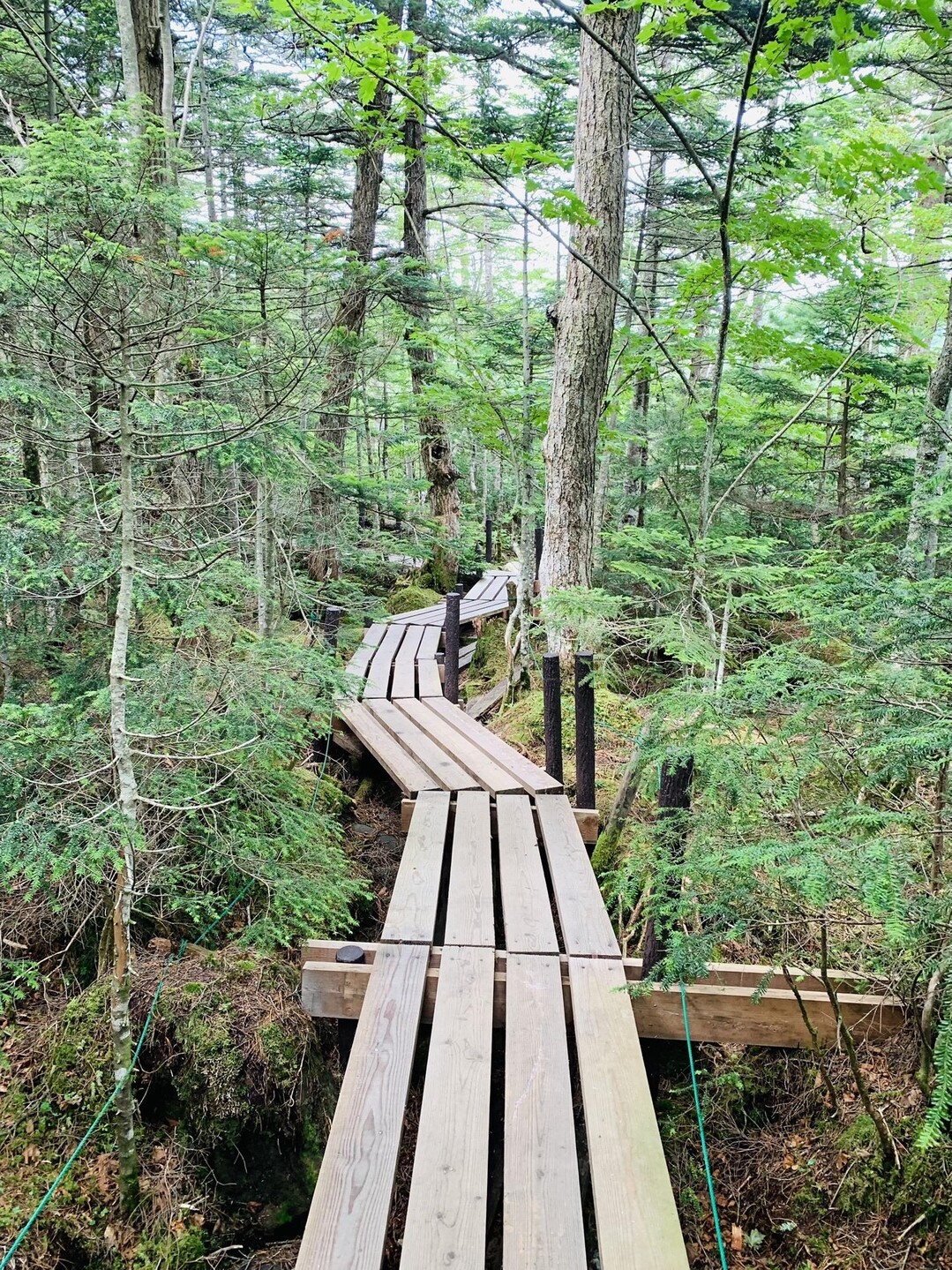 ハイキンgood🫡 / piropiro0927さんの蓼科山・横岳・縞枯山の活動データ | YAMAP / ヤマップ