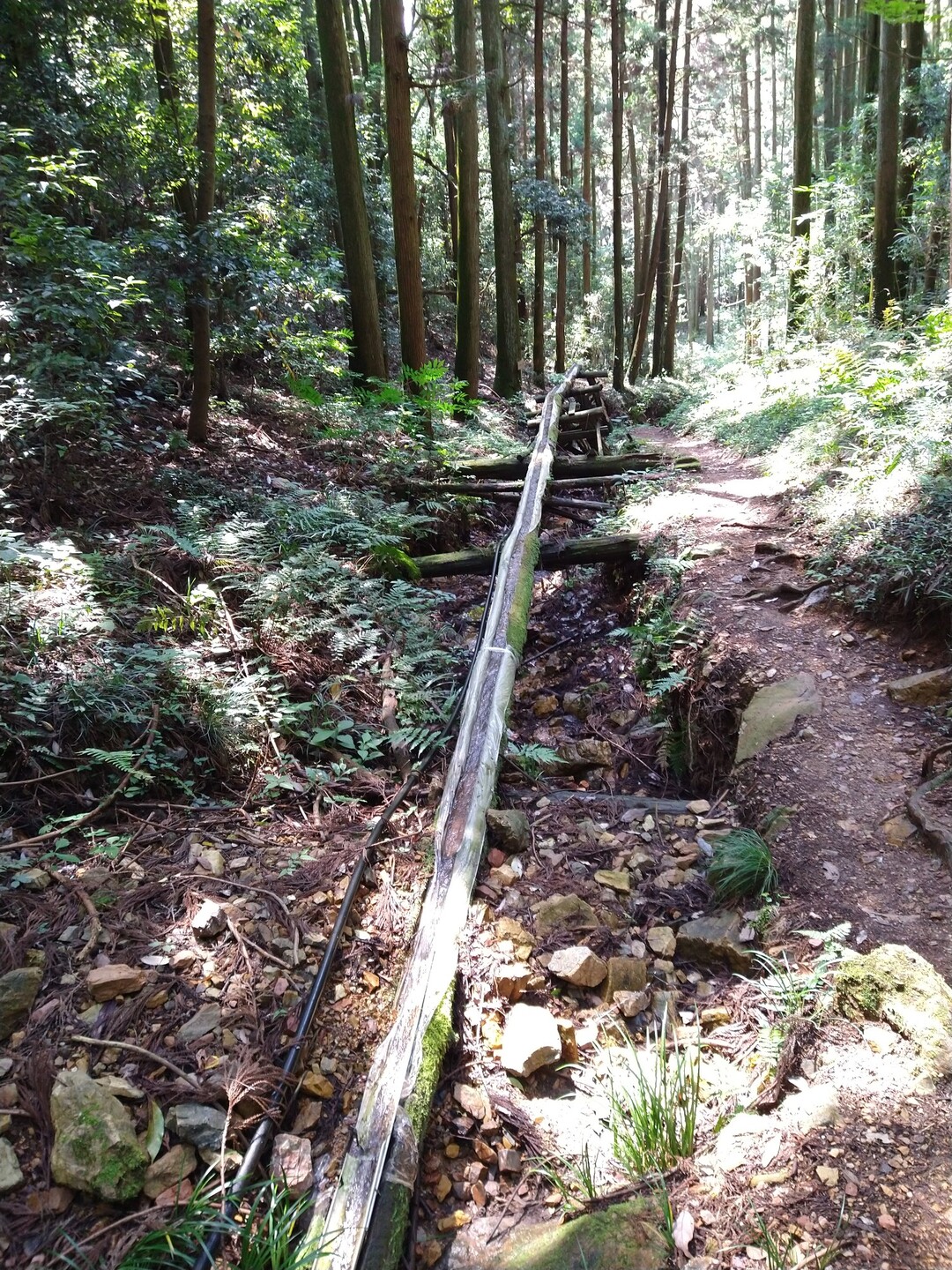 トレーニングをかねて妙義山・大小山・西場富士 / muugさんの大小山（妙義山）・西場富士の活動データ | YAMAP / ヤマップ