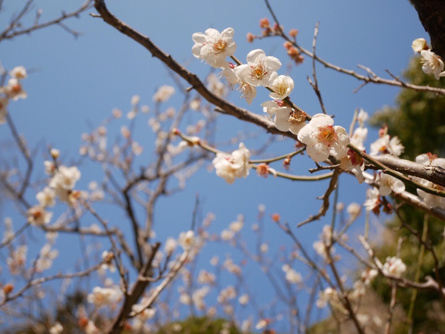 本庄山・金鳥山 / AHさんの六甲山・長峰山・摩耶山の活動データ | YAMAP / ヤマップ